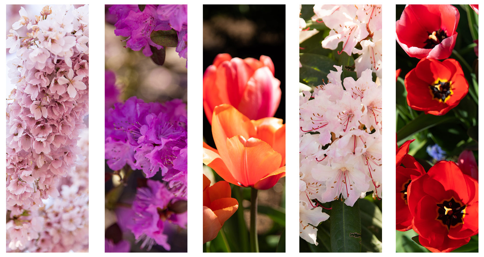 “The Flower Lady” — Longyear Museum