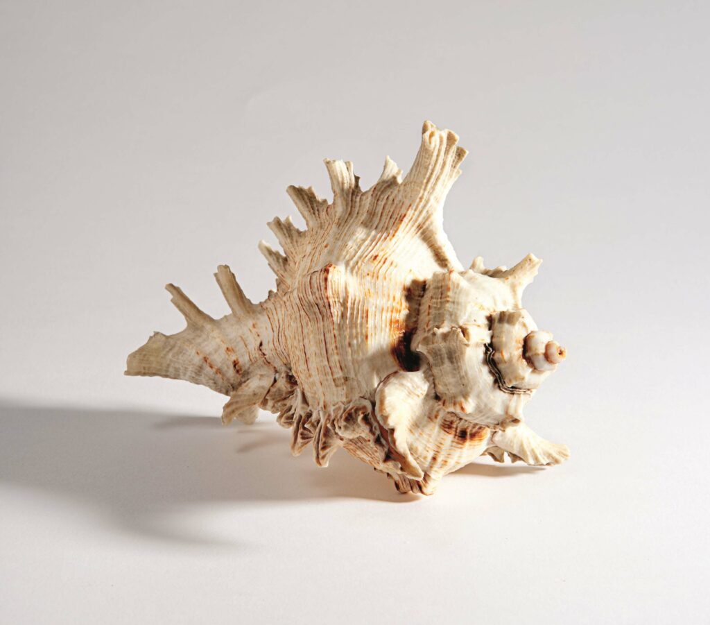 Seashells for Mrs. Eddy — Longyear Museum