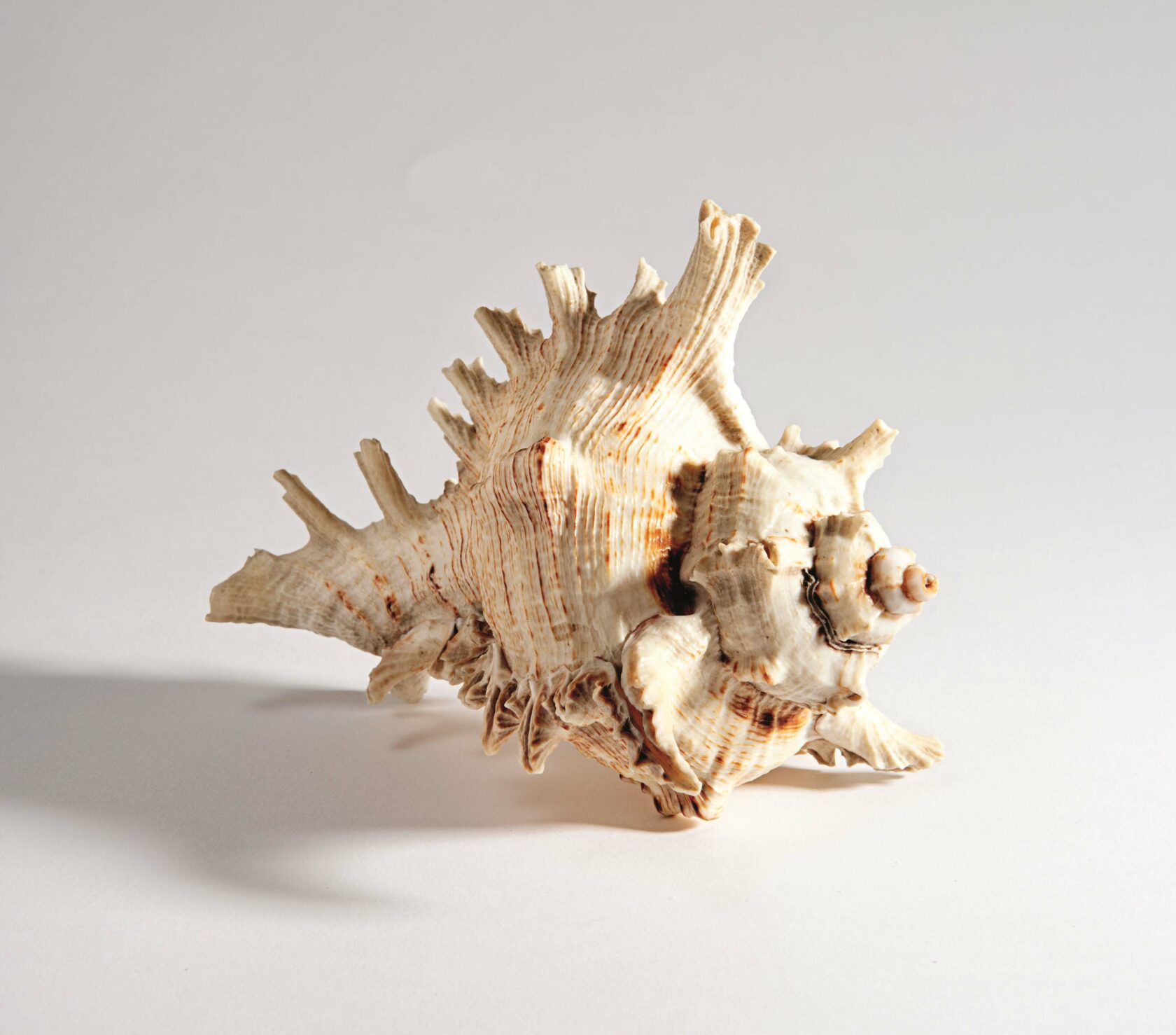 Seashells for Mrs. Eddy — Longyear Museum